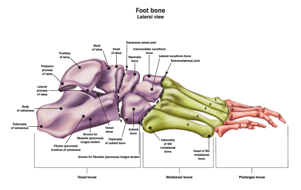 Surgical Approaches for Charcot Foot - Orthofix